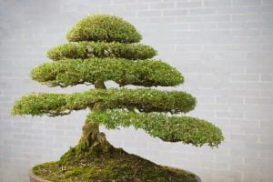 Come Fare Talea Bonsai | Mondo Bonsai